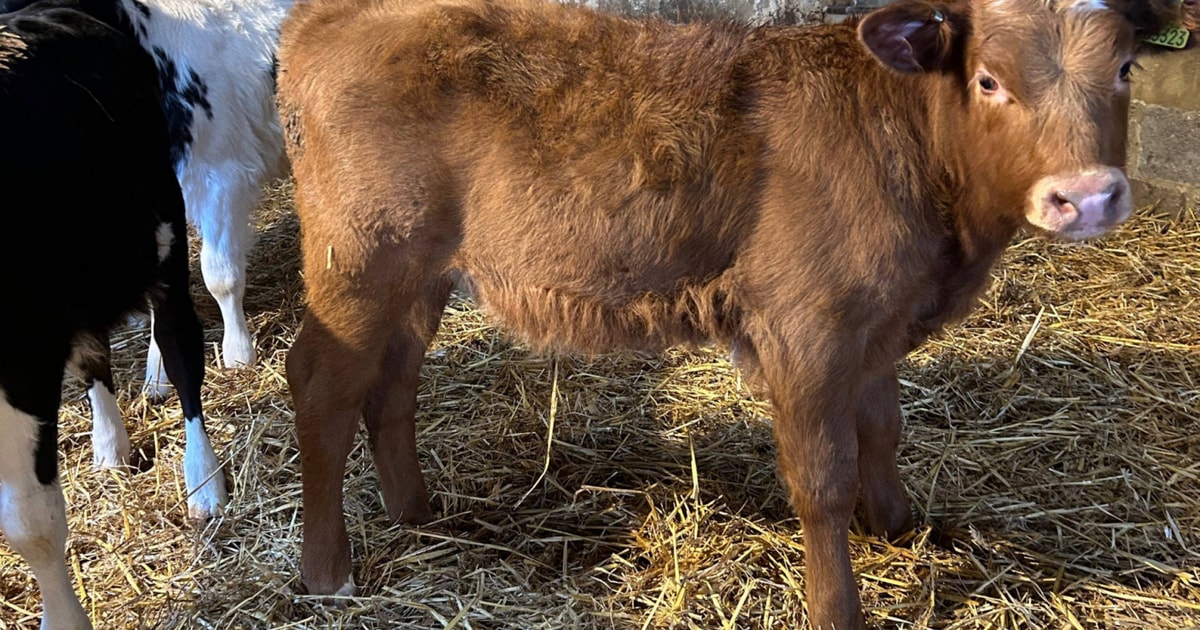 5 Charolais, Hereford, Simmental, British Blue Cross Calves ...