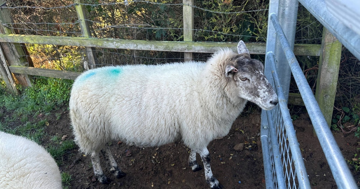 7 Texel Cross In-Lamb Breeding Ewes | SellMyLivestock - The Online ...