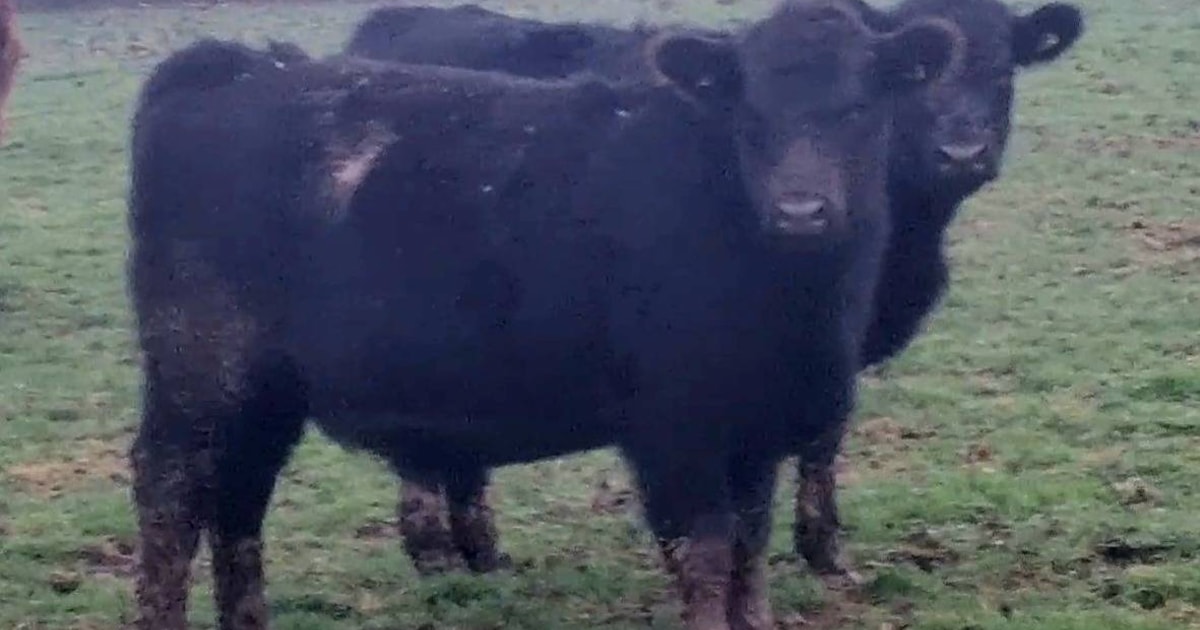 3 Pedigree Aberdeen Angus Breeding Heifers | SellMyLivestock - The ...