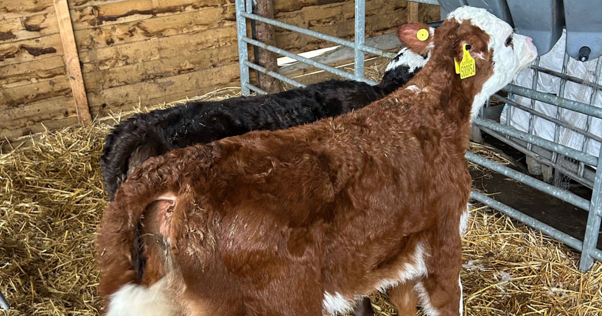 2 Hereford Cross Calves | SellMyLivestock - The Online Livestock ...
