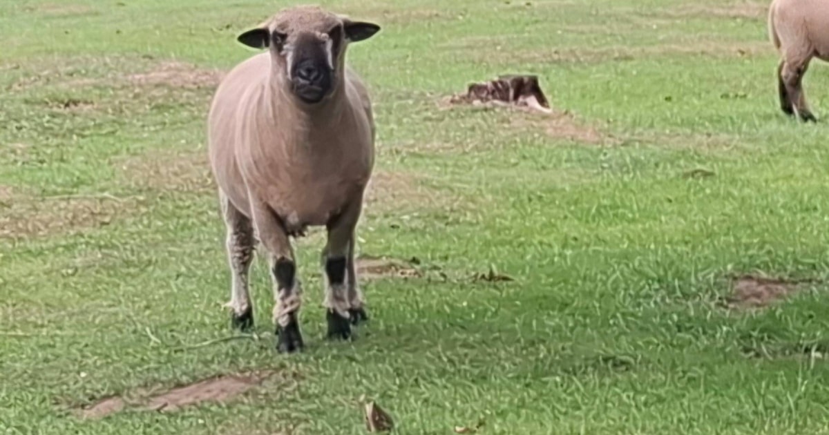 1 Pedigree Shropshire Breeding Ram | SellMyLivestock - The Online ...