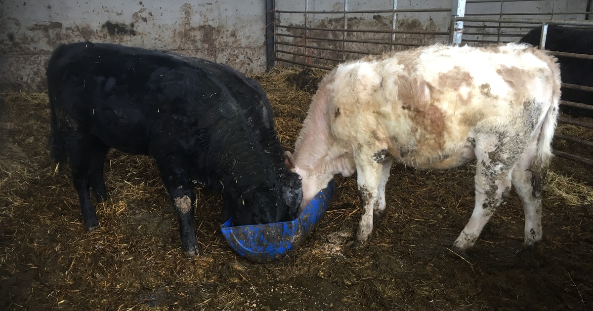 3 Charolais, Bazadaise, Hereford Cross Store Heifers | SellMyLivestock ...