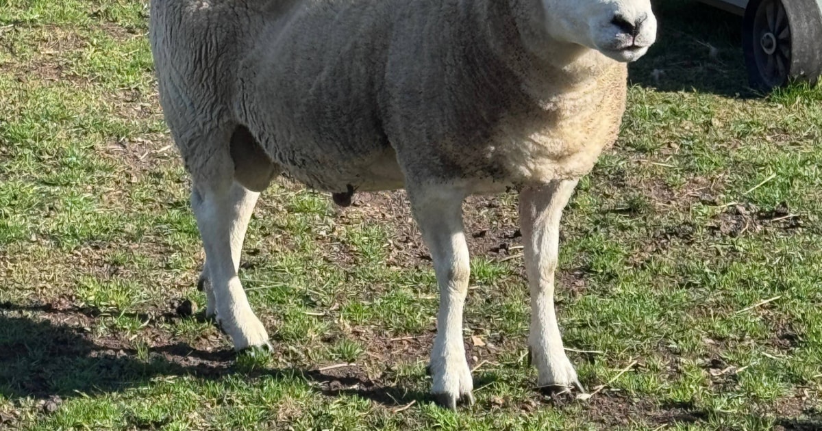 1 Texel Breeding Ram | SellMyLivestock - The Online Livestock Marketplace