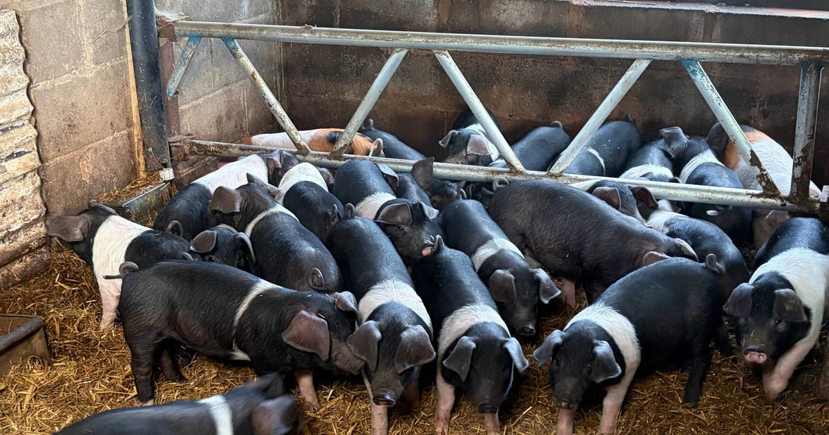 25 Saddleback Growing Boars, Gilts | SellMyLivestock - The Online ...