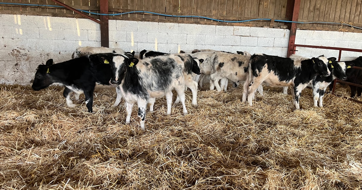 10 British Blue Cross Calves | SellMyLivestock - The Online Livestock ...