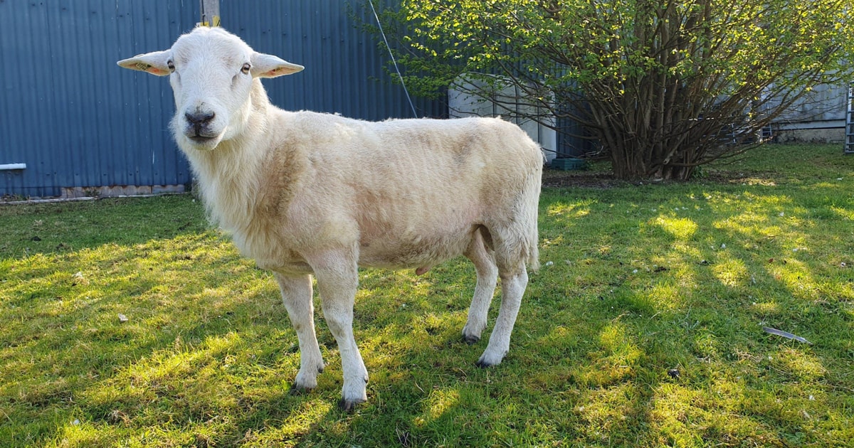1 Pedigree Easycare Breeding Ram | SellMyLivestock - The Online ...