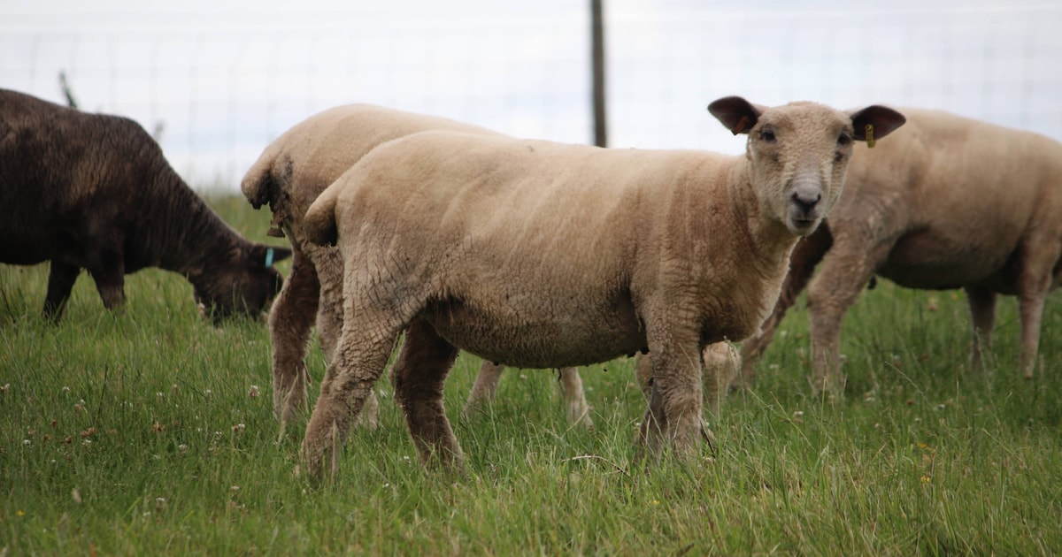 8 Ryeland, Oxford Down, Texel Cross Breeding Gimmers, Ewes, Shearlings ...