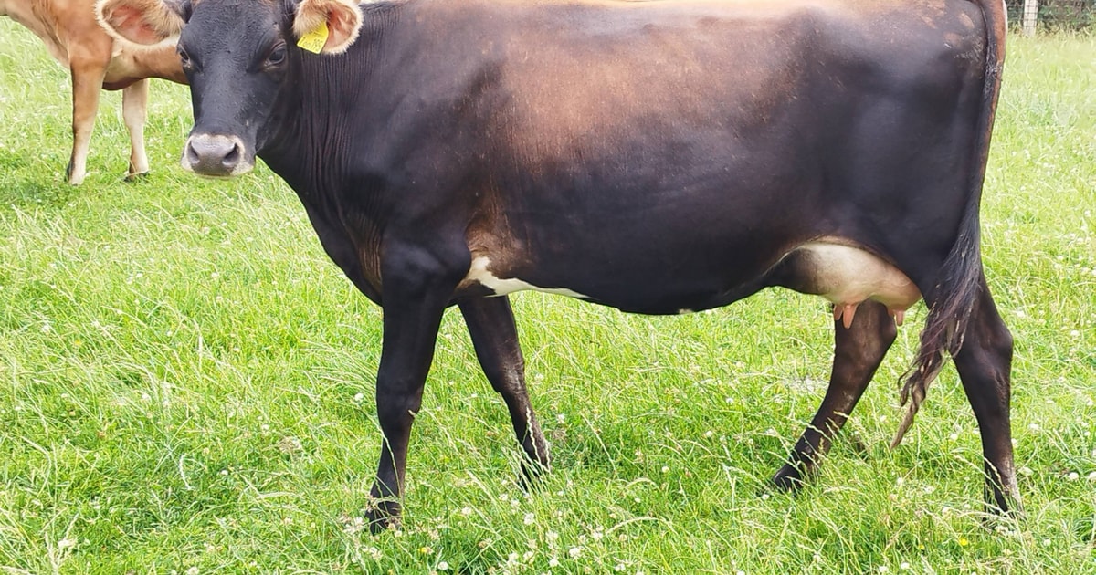 5 Jersey Cross In-Calf Heifers with Calves at Foot | SellMyLivestock ...