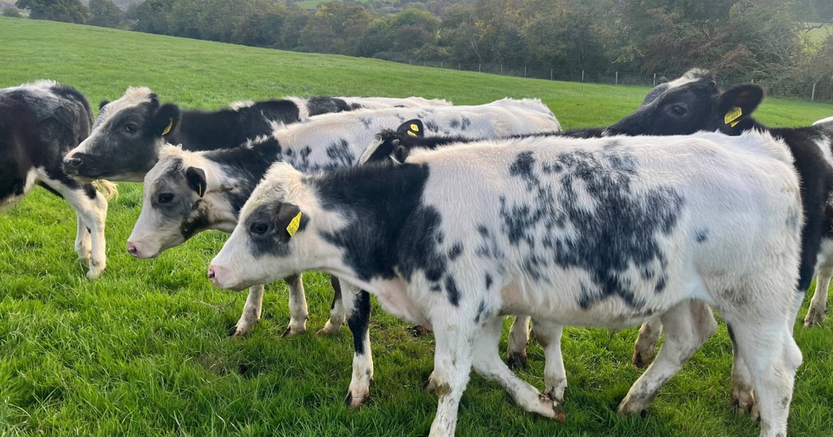 10 British Blue Cross Store Heifers, Steers | SellMyLivestock - The ...