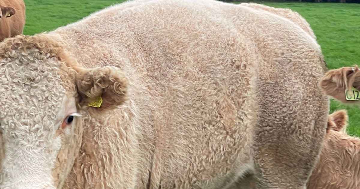 18 British Blonde, Simmental Cross Store Steers | SellMyLivestock - The ...