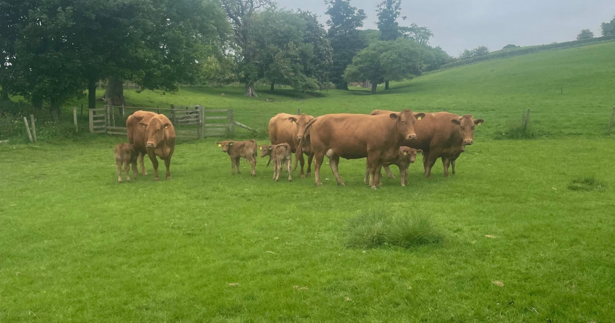 5 Pedigree South Devon Breeding Cows with Calves at Foot ...