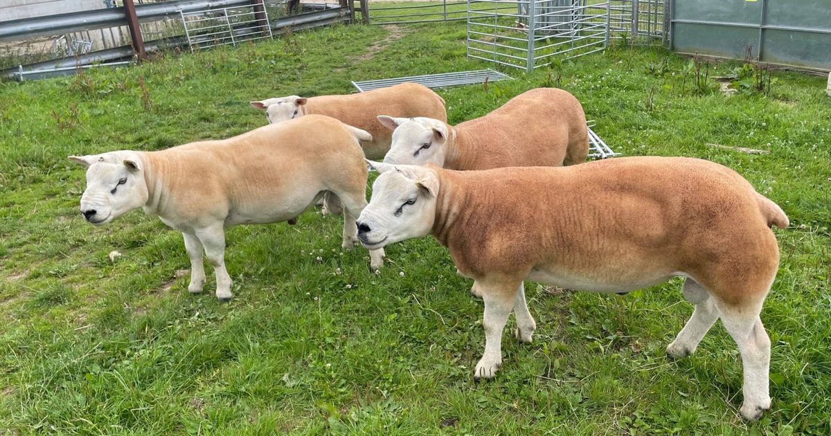 9 Texel Breeding Rams, Shearlings | SellMyLivestock - The Online ...