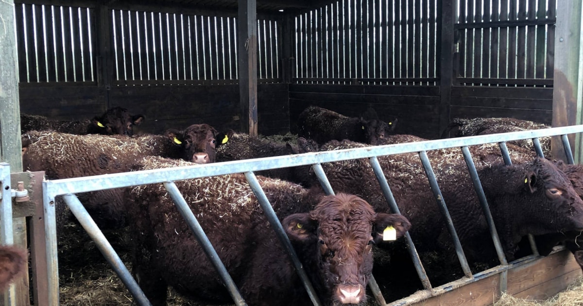 10 Pedigree North Red Ruby Devon, Red Ruby Devon Breeding Heifers ...