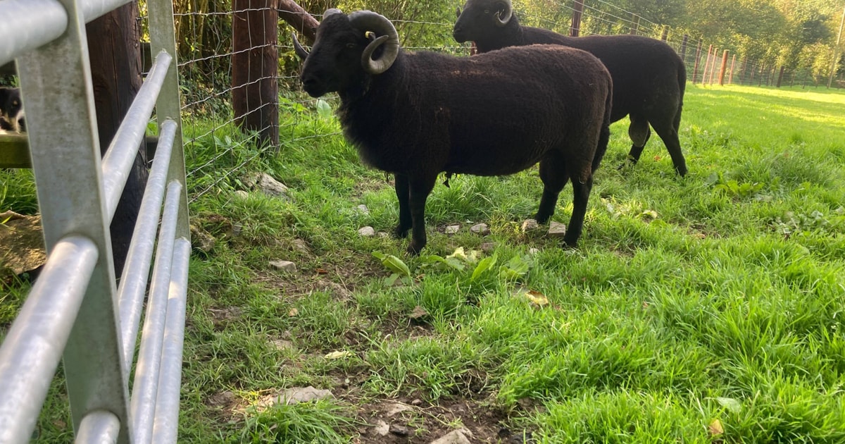 1 Pedigree Black Welsh Mountain Breeding Ram, Shearling ...
