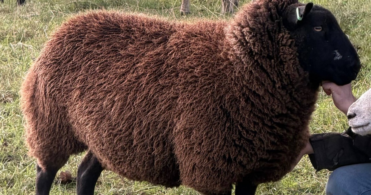 1 Dutch Spotted, Texel Cross Breeding Ewe | SellMyLivestock - The ...