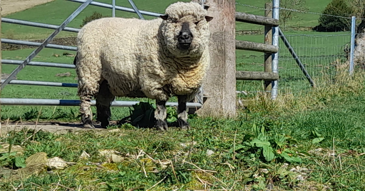 1 Shropshire Breeding Ram | SellMyLivestock - The Online Livestock ...