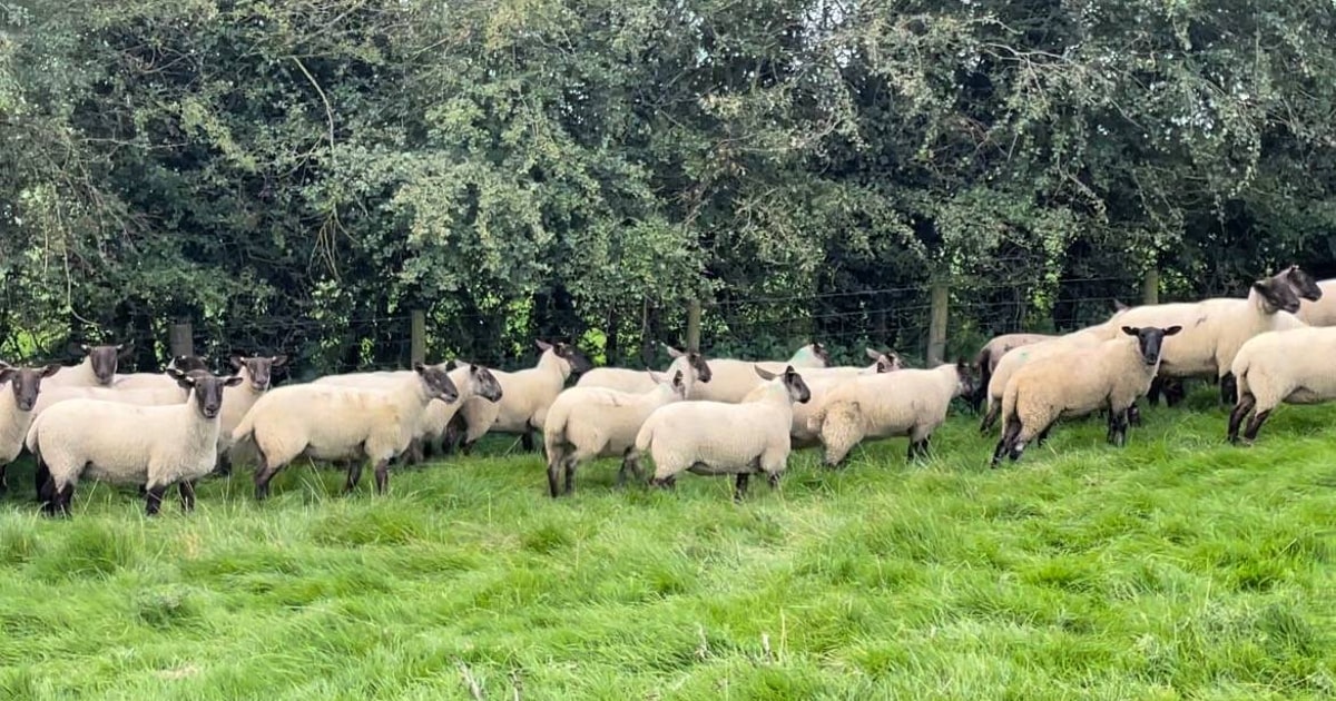 41 Suffolk, Cheviot Mule Cross Breeding Shearlings | SellMyLivestock ...