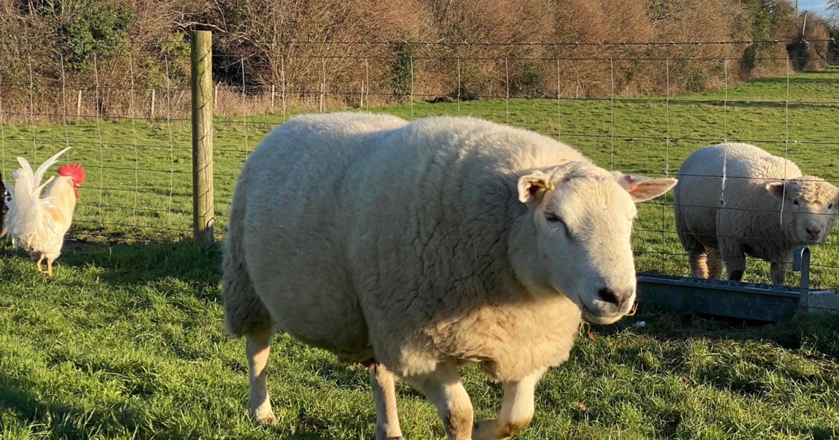 1 Beltex, North Country Cheviot Cross Breeding Ram | SellMyLivestock ...