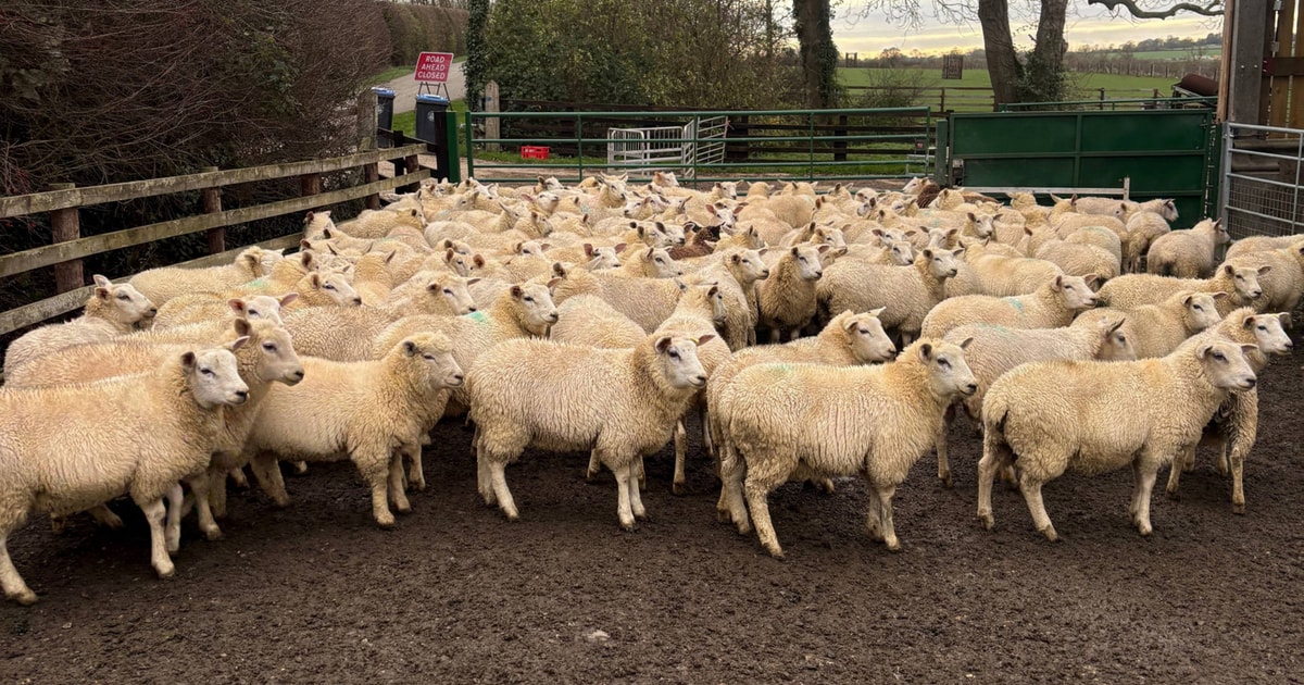 122 Lleyn Cross Store Lambs | SellMyLivestock - The Online Livestock ...