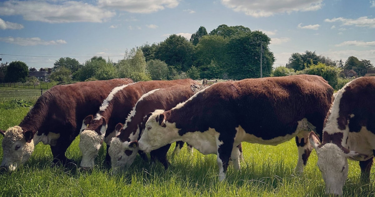 5 Pedigree Hereford Breeding Cows, Heifers | SellMyLivestock - The ...