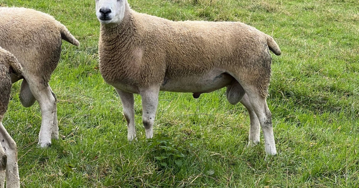 2 Texel Cross Breeding Rams | SellMyLivestock - The Online Livestock ...