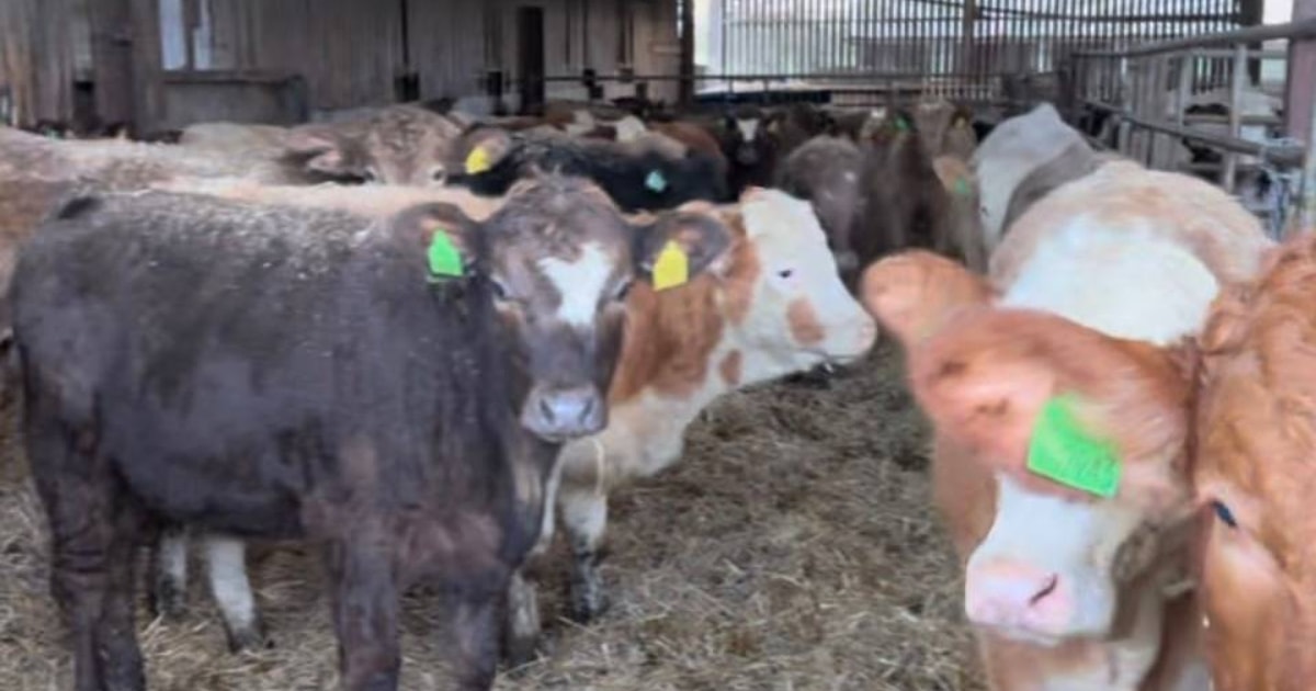 52 Simmental, Aberdeen Angus Cross Store Heifers, Steers ...