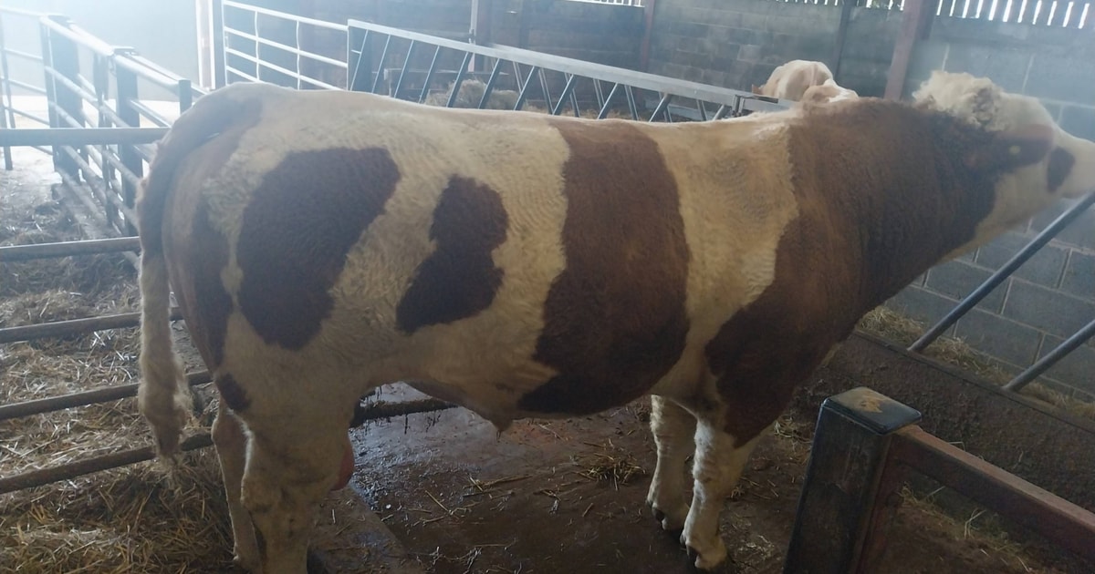 7 Pedigree Simmental Breeding Bulls | SellMyLivestock - The Online ...