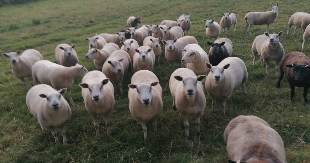 30 Blue Texel, Texel Cross Breeding Gimmers, Shearlings ...
