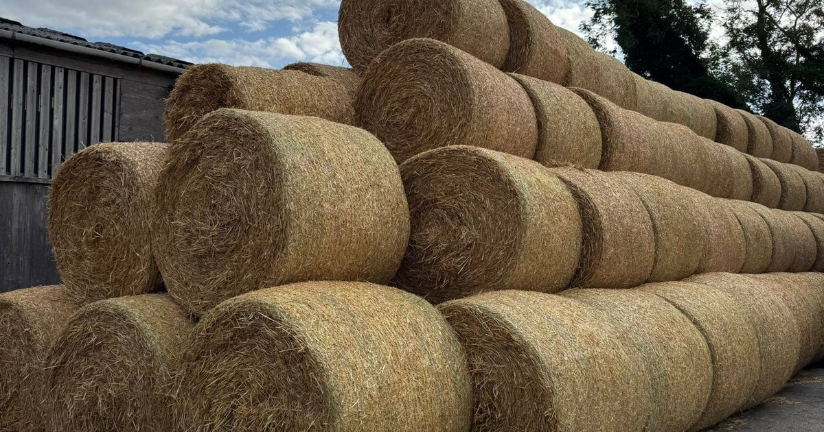 170 Bales Baled Straw (Barley) | SellMyLivestock - The Online Livestock ...