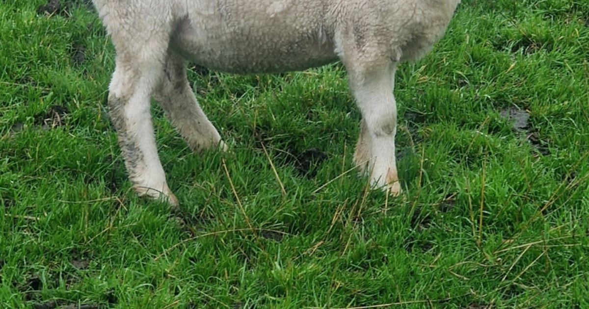 3 Cheviot Mule, Derbyshire Gritstone Breeding Lambs | SellMyLivestock ...