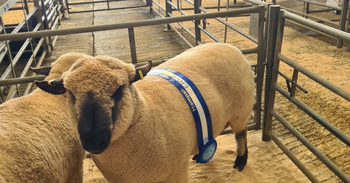 1 Organic Pedigree Hampshire Down Breeding Ram, Shearling ...