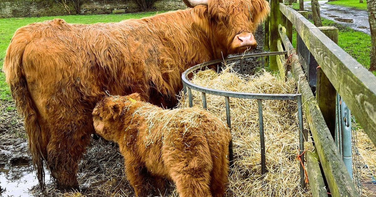 1 Pedigree Highland Breeding Cow with Calf at Foot | SellMyLivestock ...
