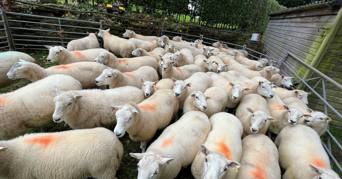 46 Cheviot Mule Breeding Ewes | SellMyLivestock - The Online Livestock ...