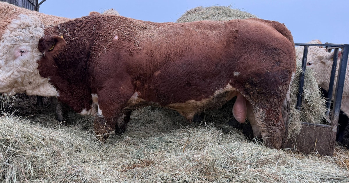1 Pedigree Simmental Breeding Bull | SellMyLivestock - The Online ...