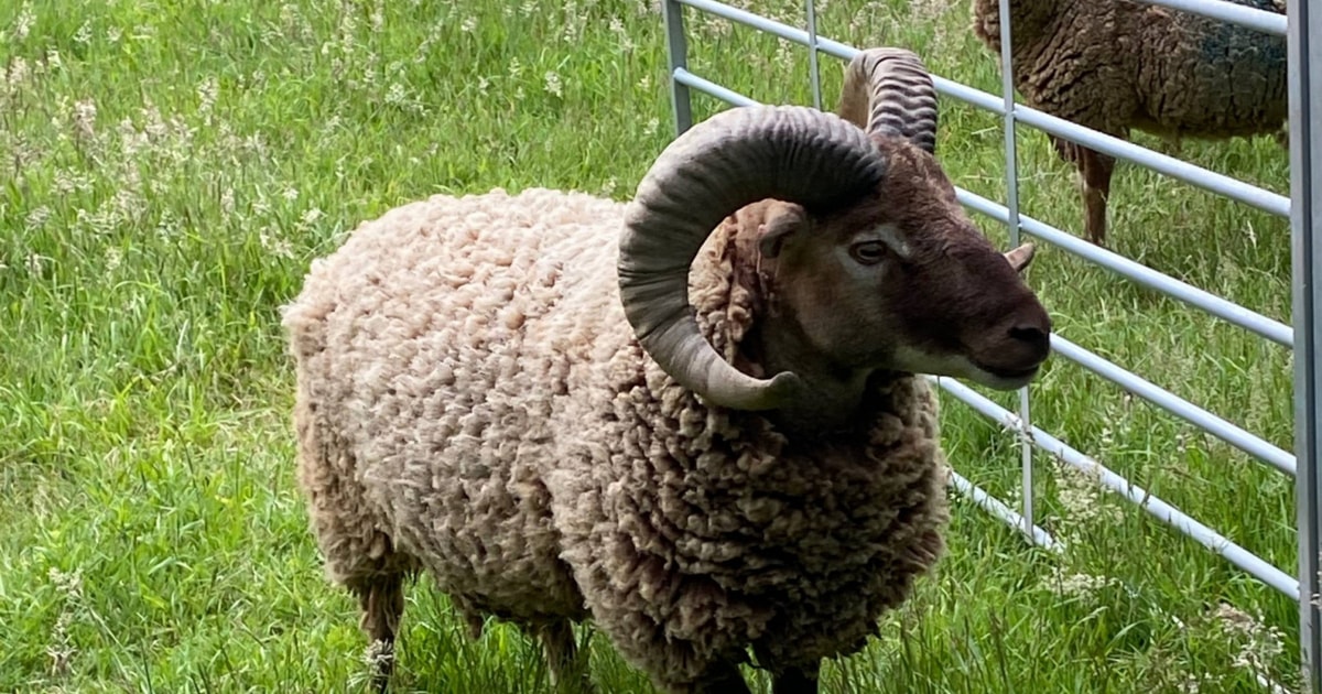 1 Pedigree Castle Milk Moorit Breeding Ram | SellMyLivestock - The ...