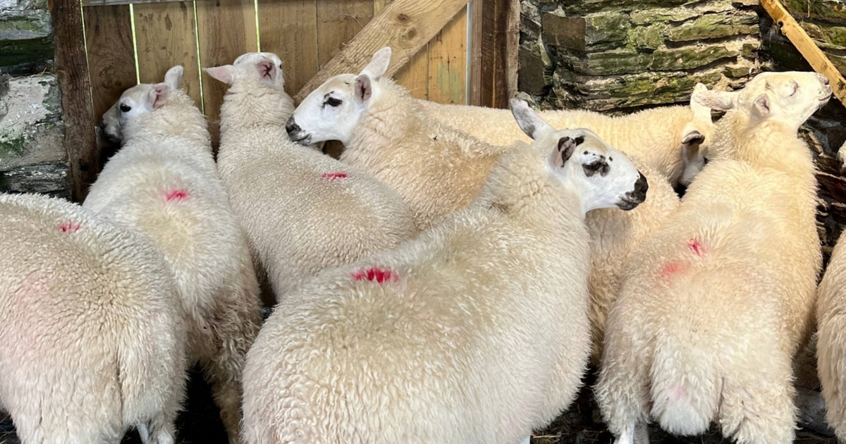10 Welsh Mule Cross Breeding Lambs, Gimmers | SellMyLivestock - The ...