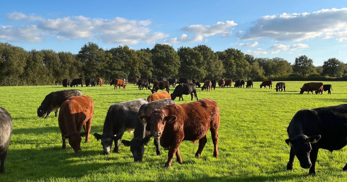 44 Blue Grey, Aberdeen Angus, South Devon, Red Ruby Devon Store Heifers ...