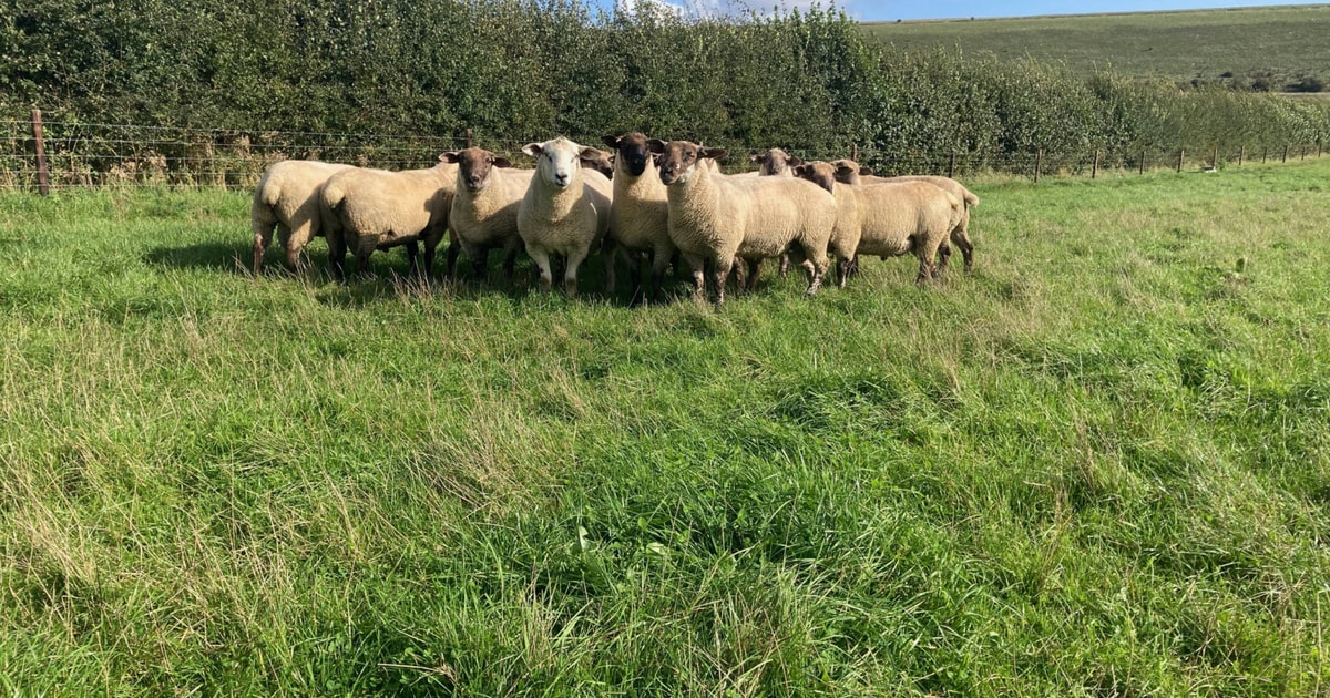 10 New Zealand Suffolk, Texel Cross Breeding Rams | SellMyLivestock ...