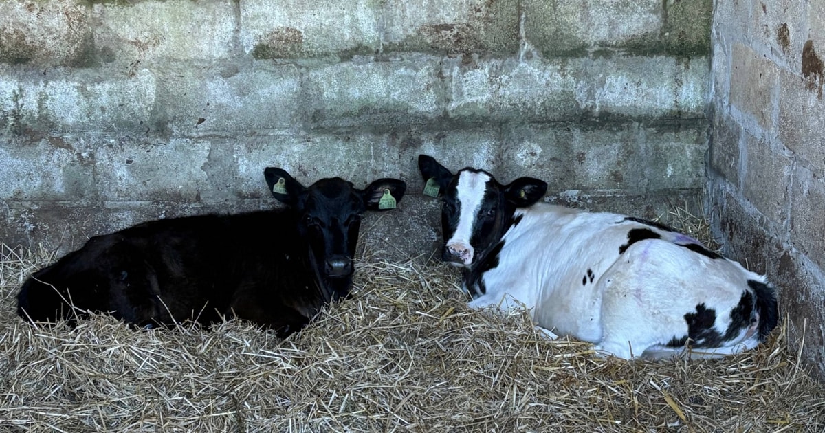 2 Aberdeen Angus, British Blue Cross Calves | SellMyLivestock - The ...