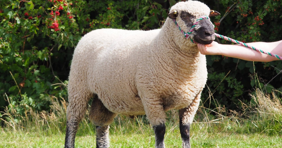 1 Pedigree Shropshire Breeding Ram | SellMyLivestock - The Online ...
