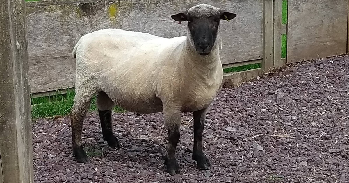 1 Pedigree Shropshire Breeding Ram | SellMyLivestock - The Online ...