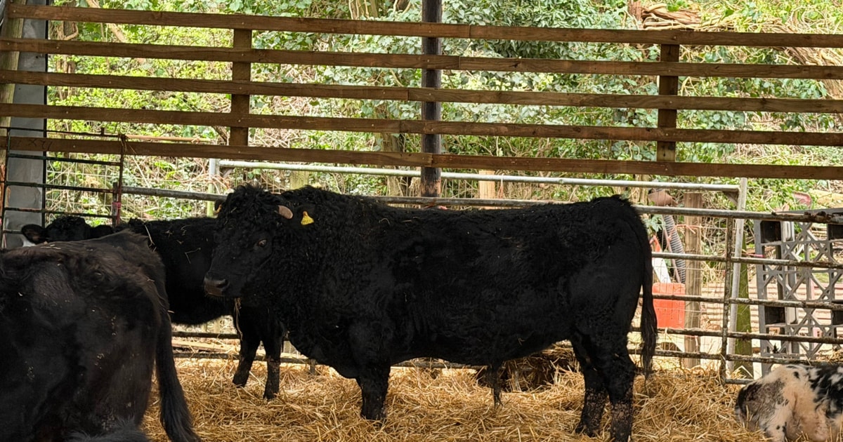 7 Dexter Breeding Cows, Heifers, Bulls | SellMyLivestock - The Online ...