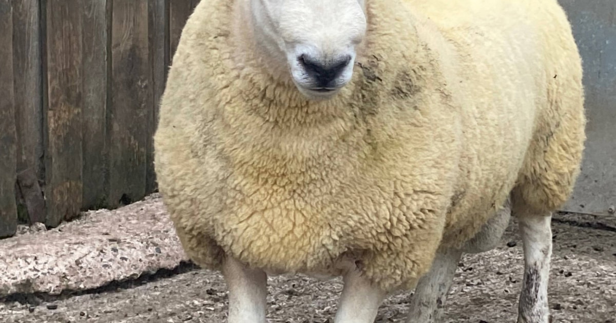 1 Pedigree North Country Cheviot Breeding Ram | SellMyLivestock - The ...