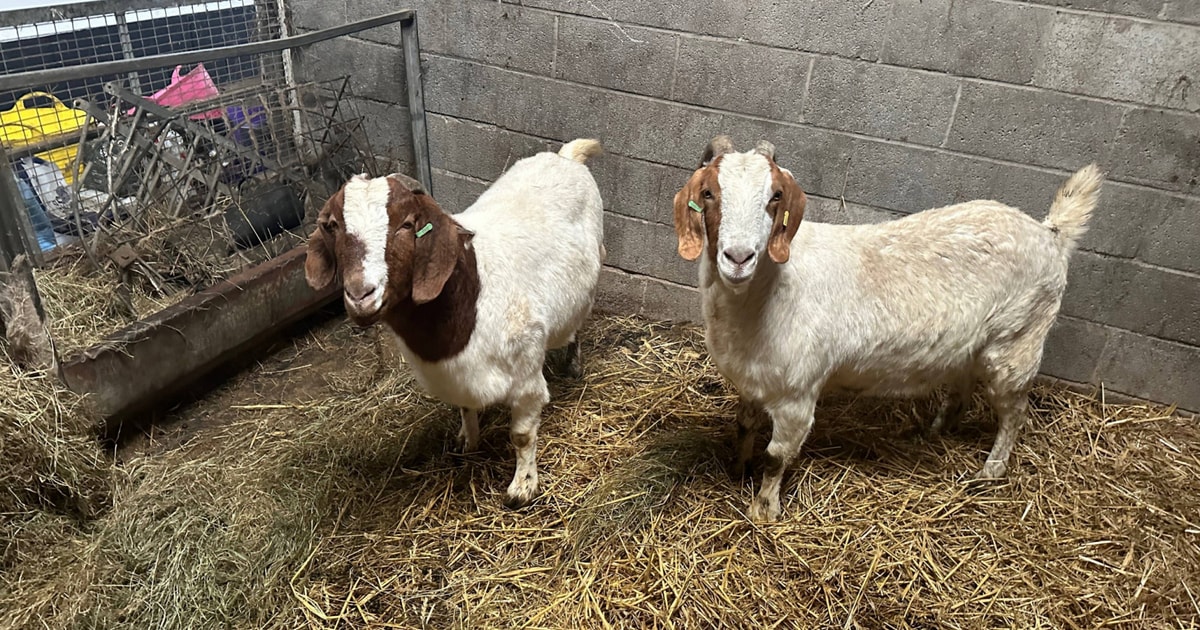 2 Boer Cross Meat Does | SellMyLivestock - The Online Livestock Marketplace