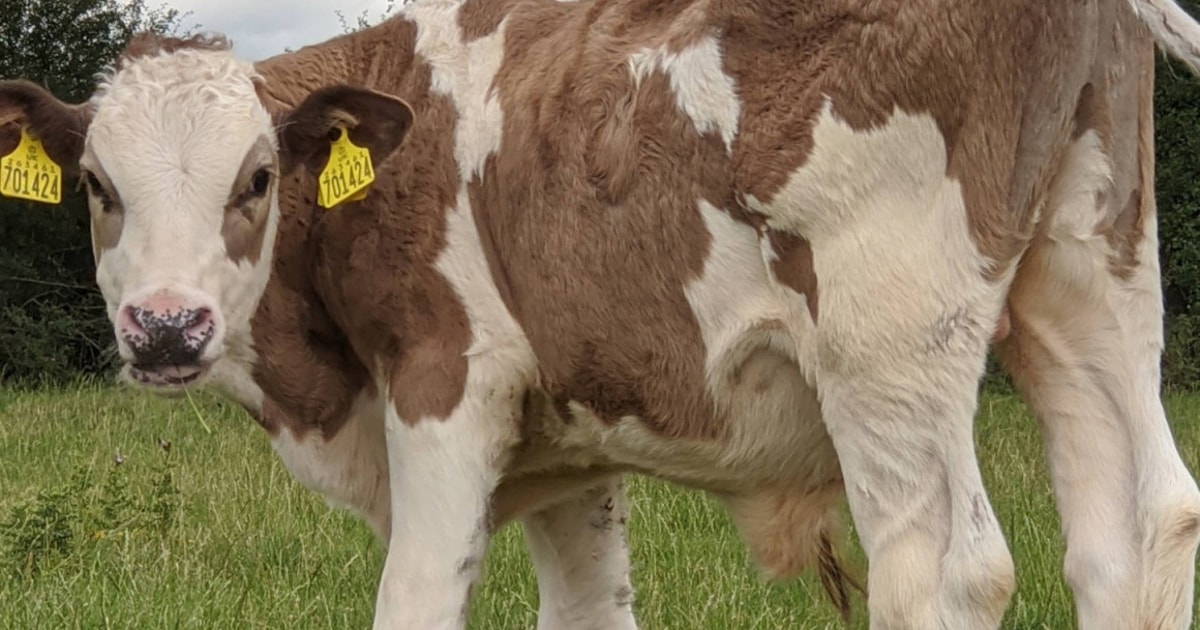 7 Simmental, Holstein, Norwegian Red Store Calves | SellMyLivestock ...