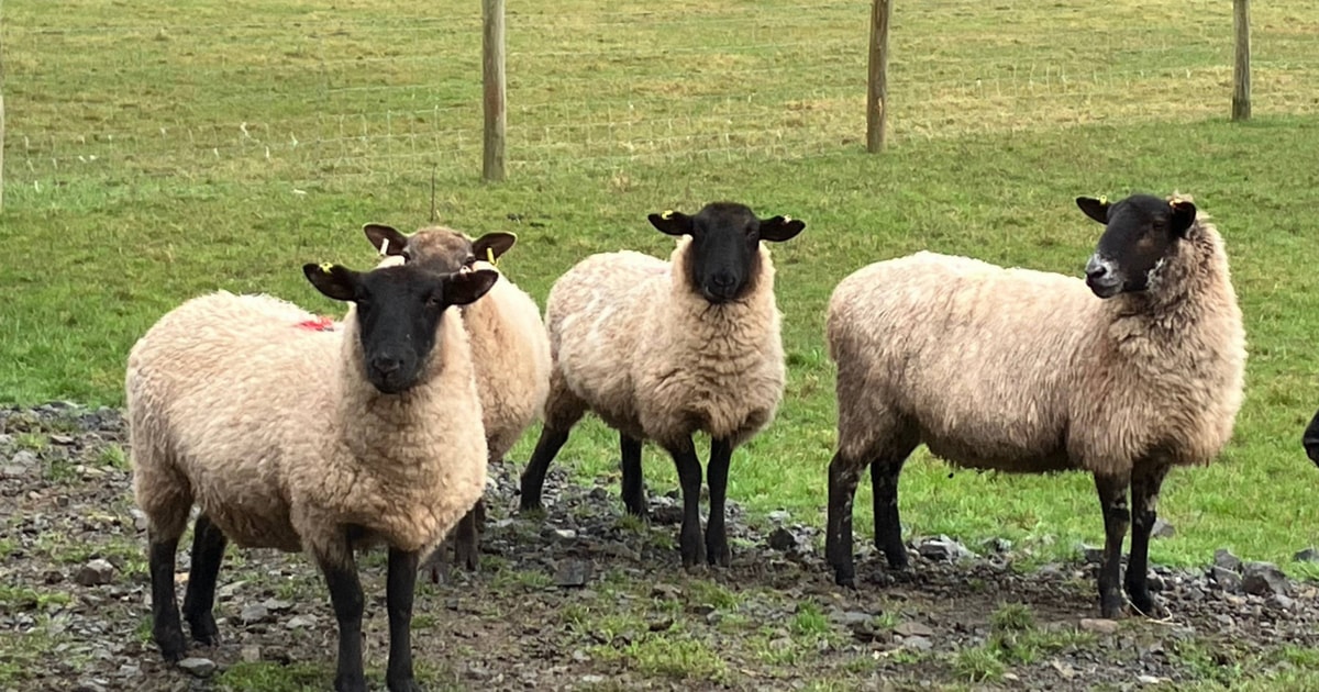 6 Suffolk Cross In-Lamb Breeding Ewes | SellMyLivestock - The Online ...