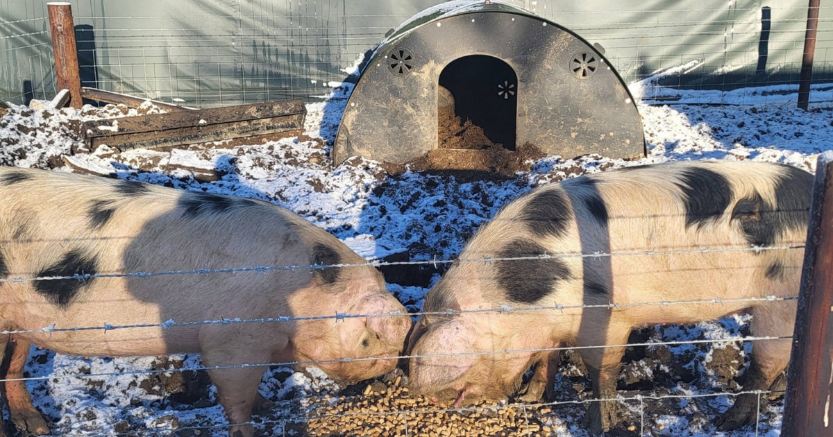 2 Gloucestershire Old Spot Cross Breeding Gilts | SellMyLivestock - The ...