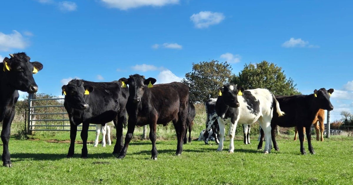50 Aberdeen Angus, South Devon, Hereford, Belgium Blue Cross Store ...