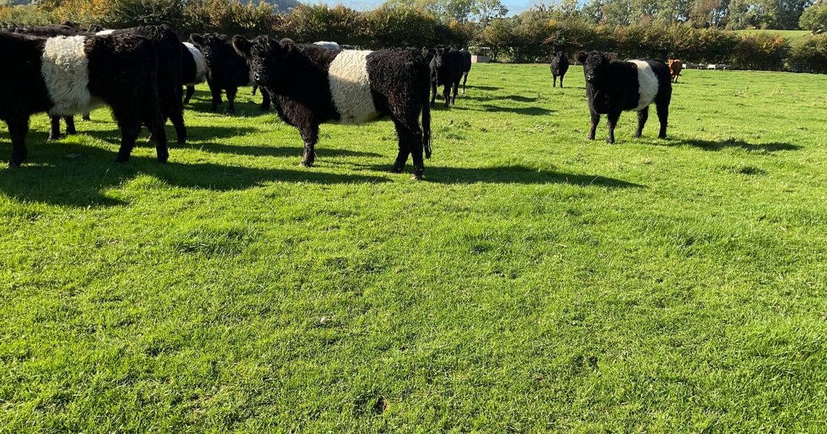 4 Pedigree Belted Galloway Breeding Heifers | SellMyLivestock - The ...
