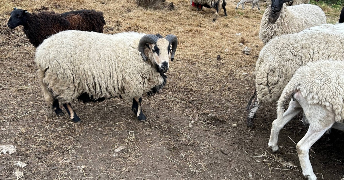 80 Texel, Blue Texel, Badger Face Texel, Badger Face Welsh Mountain ...